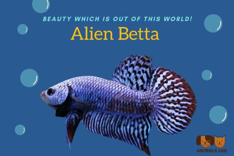 Alien Betta: Beauty Which is Out of This World! - Animals Log