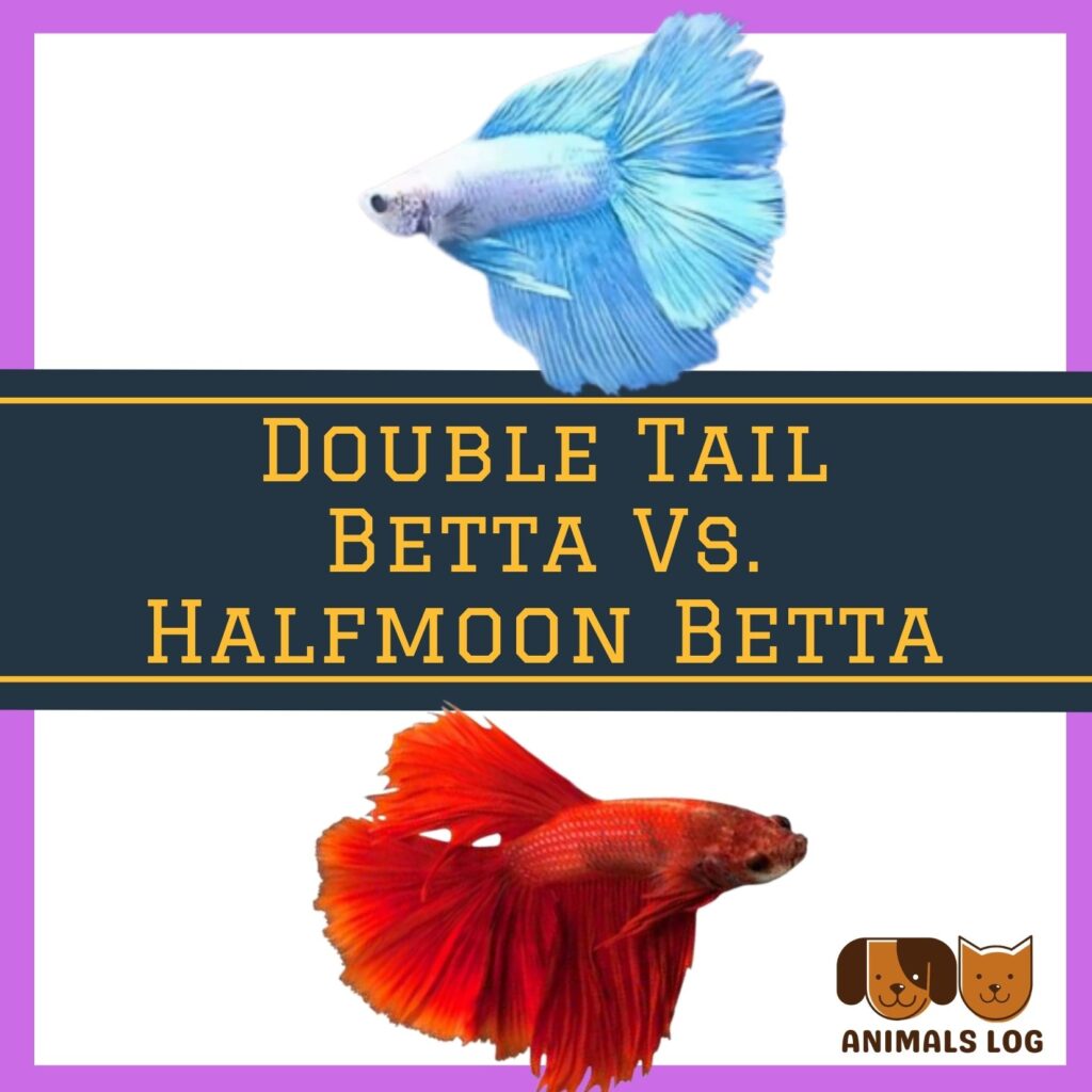 Double Tail Betta: Two-Tailed Beauty - Animals Log