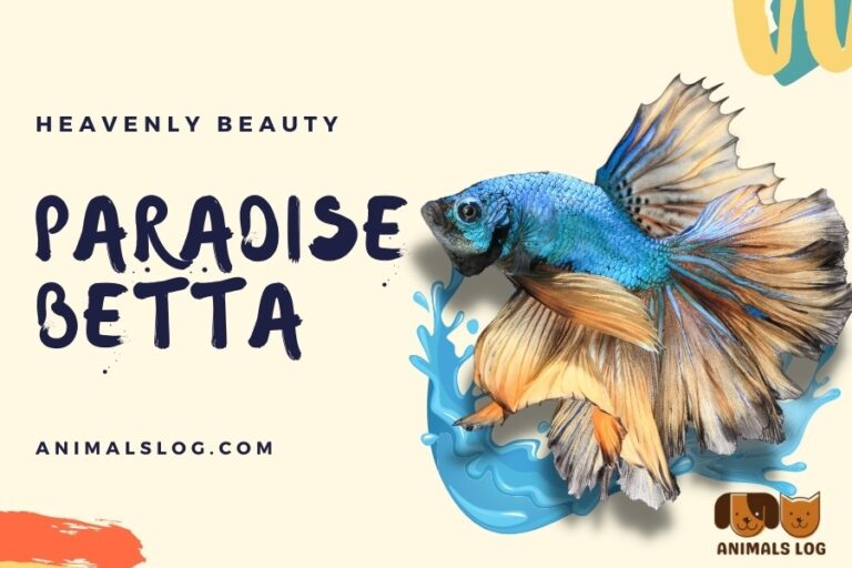 Paradise Betta: Beauty from the Heaven? - Animals Log