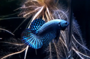 Alien Betta: Beauty Which is Out of This World! - Animals Log