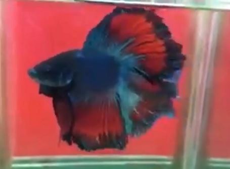 Double Tail Betta: Two-Tailed Beauty - Animals Log