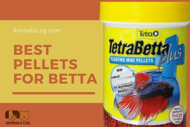 Top 3 Best Pellets for Betta [Recommended] - Animals Log