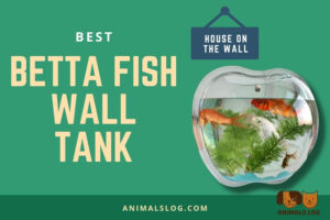 3 Best Betta Fish Wall Tank: House on the Wall - Animals Log