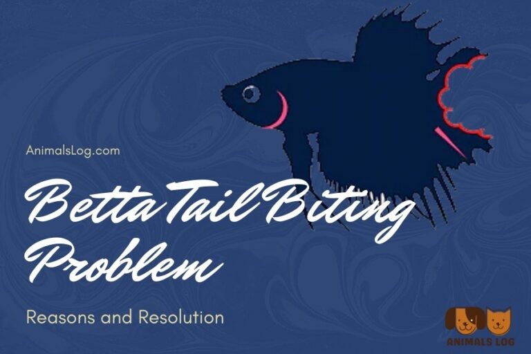 Betta Tail Biting Problem: Reasons and Resolution - Animals Log
