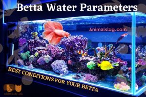 Betta Water Parameters: Best Conditions for Your Betta - Animals Log