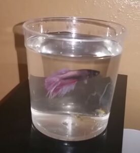 How To Transfer Betta Fish From Cup To Tank? - Animals Log