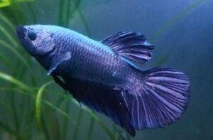 King Betta Vs Giant Betta: All You Need to Know - Animals Log