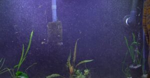 How To Add Tannins For Betta Fish? - Animals Log