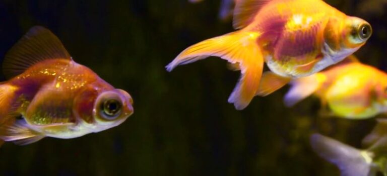 All You Need To Know About Ammonia Poisoning in Betta - Animals Log