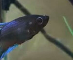 What is Diamond Eye Betta And How to Cure it - Animals Log