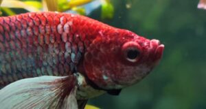 What is Diamond Eye Betta And How to Cure it - Animals Log