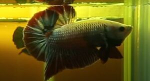 Are Betta Fish Smart And How To Train Them? - Animals Log