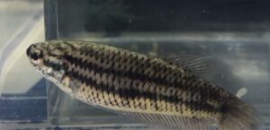 All About The Biggest Betta Fish In The World - Animals Log