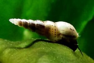 Do Betta Fish Eat Snails? How To Prevent It? - Animals Log