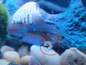 [Explained] My Betta Fish Has String Hanging From Belly - Animals Log