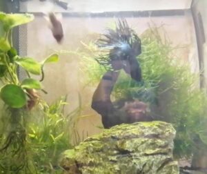 [Explained] My Betta Fish Has String Hanging From Belly - Animals Log