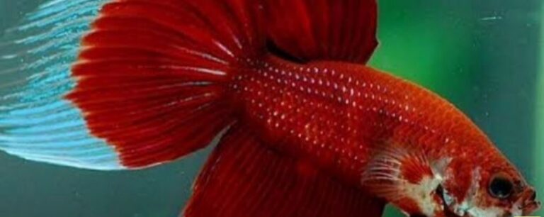 Veiltail Betta Fish: A Comprehensive Guide - Animals Log
