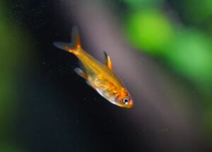 How to Keep Ember Tetras With Betta Fish? - Animals Log