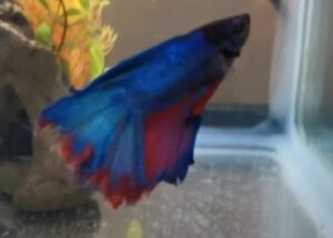 Secrets to Fix An Overweight Betta Fish - Animals Log