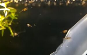 How To Take Care of A Baby Betta Fish - Animals Log