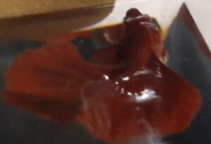 [Explained] My Betta Fish Has String Hanging From Belly - Animals Log