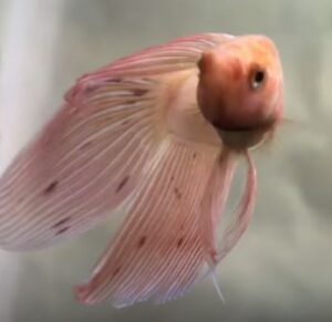 Why Is An Orange Dalmatian Betta So Rare? - Animals Log