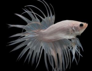 Betta Fish Symbolism: Meanings And Interpretations - Animals Log