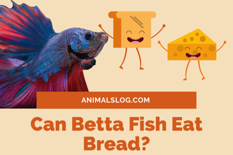 [Answered] Can Betta Fish Eat Bread? - Animals Log