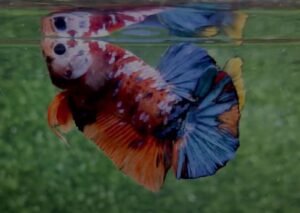 Can Betta Fish Hear? [Answered] - Animals Log