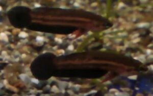 Betta Miniopinna: All You Need To Know - Animals Log