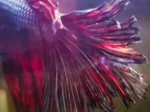 Betta Fin Rot Vs Fin Loss: How Are They Different? - Animals Log