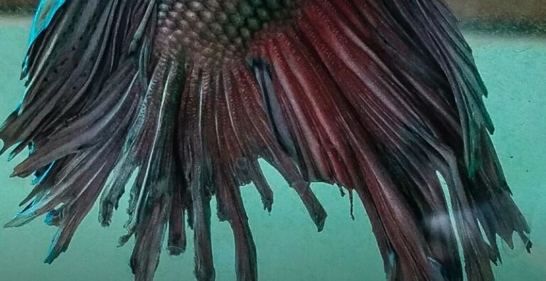 Betta Fish Diseases Is Your Worst Enemy Ways To Defeat It - Animals Log