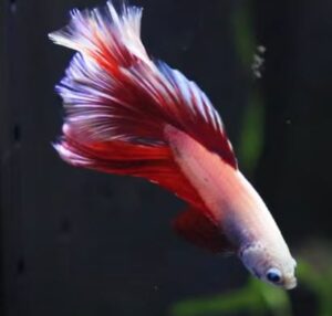 Do Betta Fish Get Bored? Myth OR Fact? - Animals Log