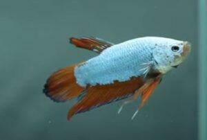 Do Betta Fish Hibernate? Betta Sleeping Mystery Solved! - Animals Log