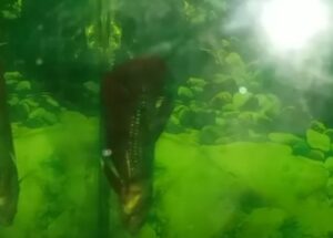 Betta Fish Vertical Death Hang: What To Do? - Animals Log