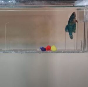 Betta Fish Vertical Death Hang: What To Do? - Animals Log
