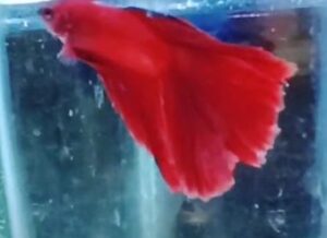 Betta Ich: Symptoms, Causes, And Treatments - Animals Log