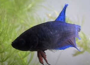 5 Best Ways to Treat Columnaris in Betta - Animals Log