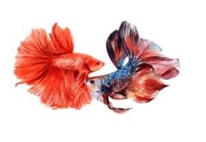 Male Betta Fish Names: Best Of The Best - Animals Log