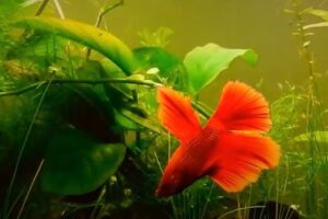 Delta Betta Fish: All Facts You Should Know! - Animals Log