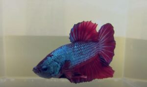 5 Best Ways to Treat Columnaris in Betta - Animals Log