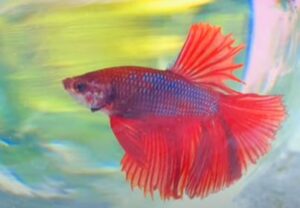 Why You Should Pet A Combtail Betta Fish? - Animals Log