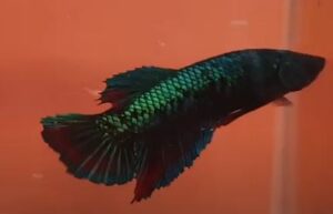 Why Is Stressed Betta Fish A Concern? - Animals Log