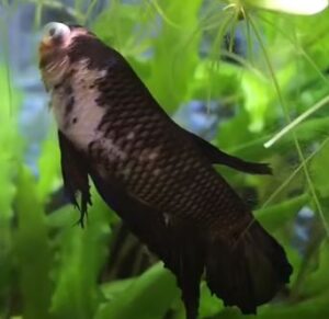 Do I Need To Worry About Betta Fish Eye Bulge? - Animals Log