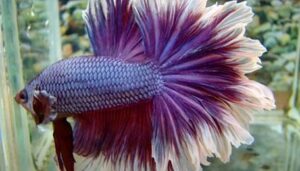 4 Reasons Why Can Betta Fish Go Blind? - Animals Log