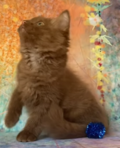 Everything About Cinnamon Ragdoll: Are They Rare? - Animals Log