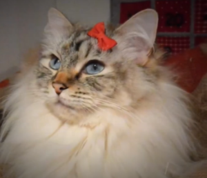 Ragdoll Tortoiseshell Cat: 101 Interesting Facts! - Animals Log