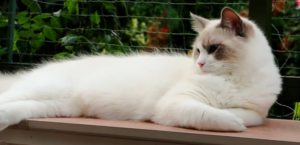 Does Short Hair Ragdoll Cat Exist? - Animals Log