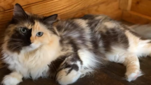 Ragdoll Tortoiseshell Cat: 101 Interesting Facts! - Animals Log