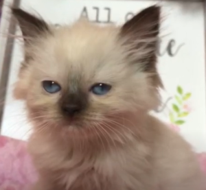 Chocolate Mink Ragdoll: Are They Rare? - Animals Log